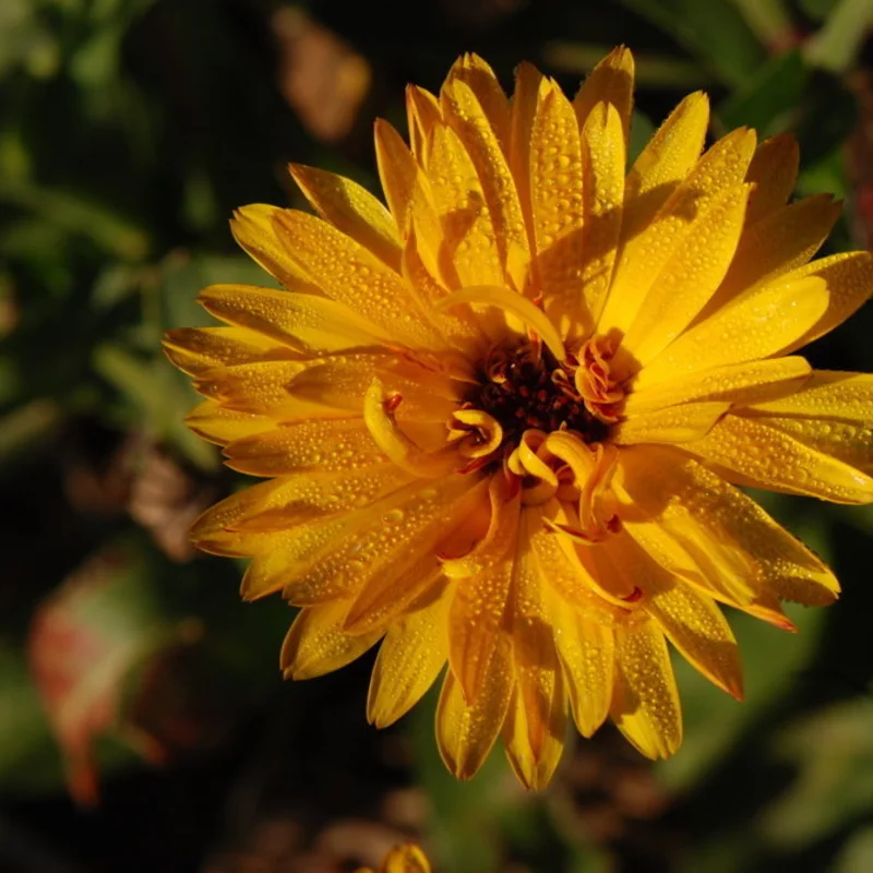 Heirloom Solar Flashback Mix Marigold Organic Seeds