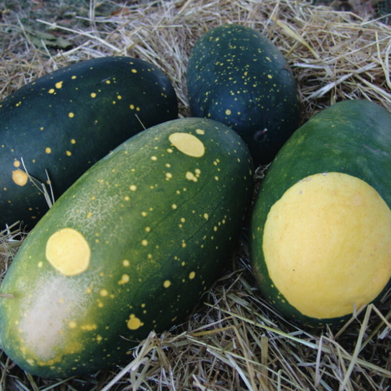 Heirloom Long-Fruited Star Moon Watermelons Organic Seeds