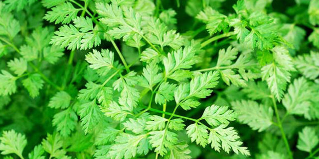 Heirloom Simple Chervil Organic Seeds