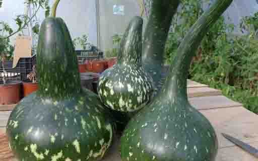 Heirloom Green Star Gourds Organic Seeds