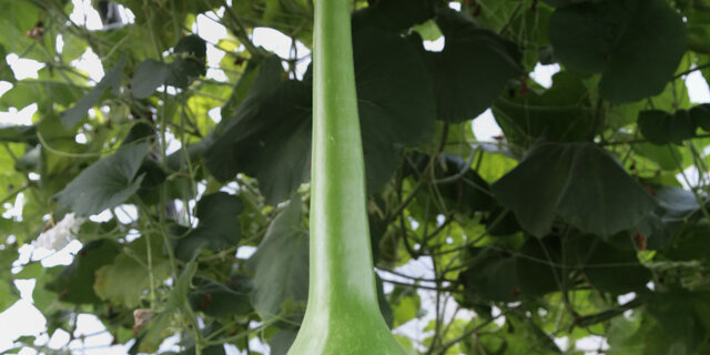 Heirloom Extra Long Handle Dipper Gourds Organic Seeds