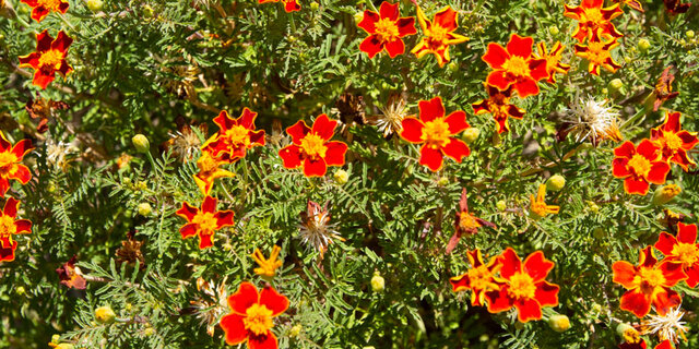 Heirloom Red Gem Taget Organic Seeds