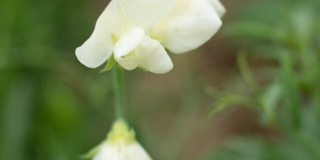 Heirloom Mrs. Collier Sweet Pea Organic Seeds