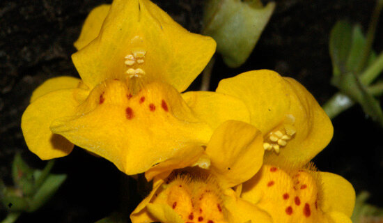 Heirloom Mimulus guttatus Mimulus Organic Seeds