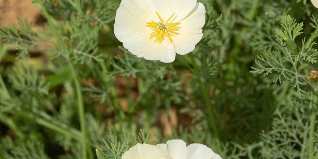 Heirloom Ivory Castle California poppies Organic Seeds