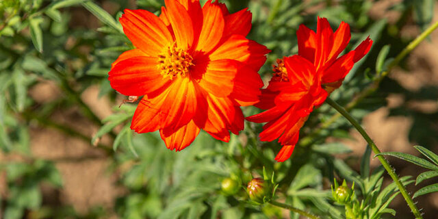 Heirloom Cosmic Red Cosmos Organic Seeds