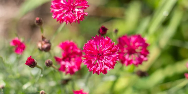 Heirloom Red Flowers Cornflower Organic Seeds