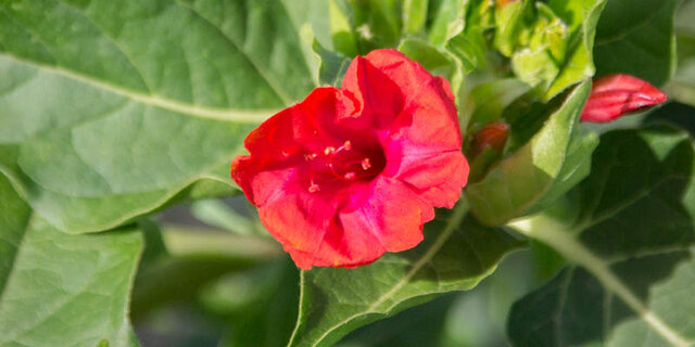 Heirloom Red Flowers Marvel of Peru Organic Seeds