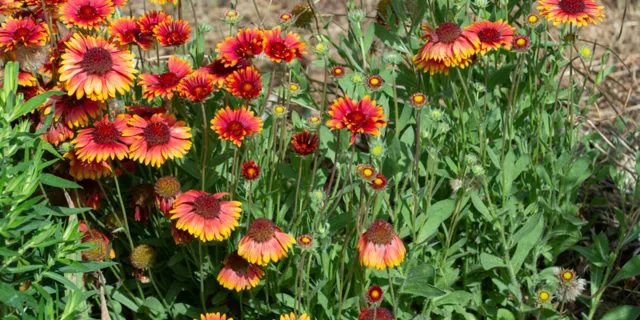 Heirloom Arizona Red Shades Gaillarde Organic Seeds