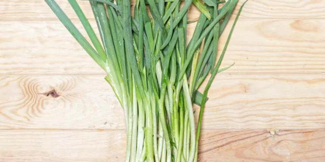 Heirloom Kyoto Kujo Negi Welsh onion Organic Seeds