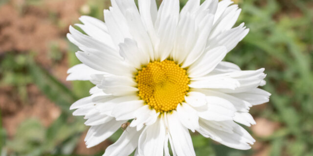 Heirloom Crazy Daisy Daisies Organic Seeds