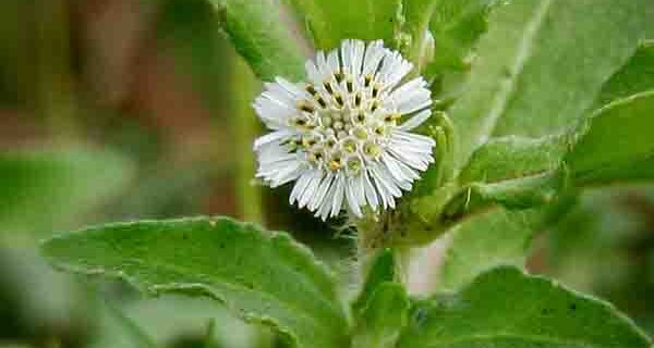 Heirloom Eclipta prostrata Eclipta Organic Seeds