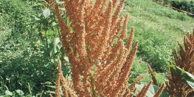 Heirloom Golden Giant Amaranth Organic Seeds