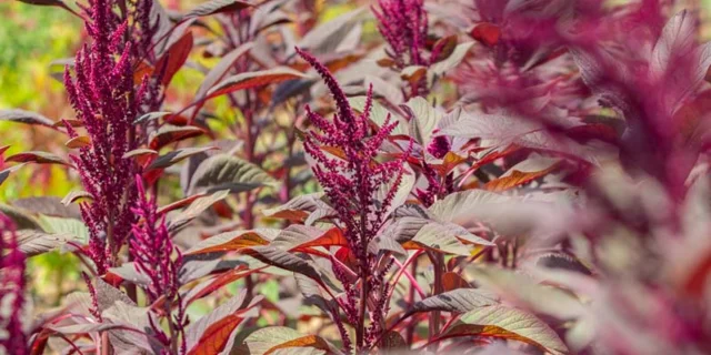 Heirloom Four Star Explorer Mix Amaranth Organic Seeds