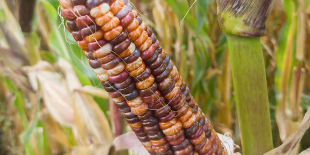 Heirloom Inca Rainbow Corn Organic Seeds