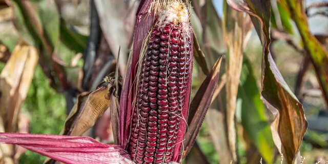 Heirloom Double Red Corn Organic Seeds