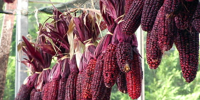 Heirloom Martian Purple Corn Organic Seeds