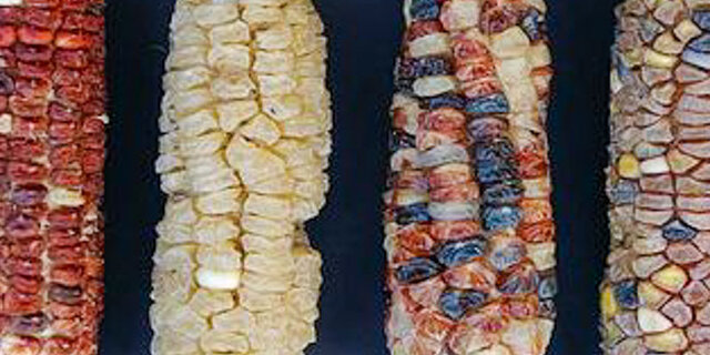 Heirloom Cocopah Corn Organic Seeds