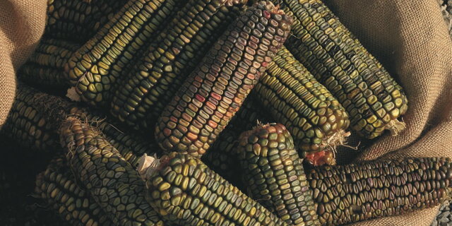 Heirloom Oaxacan Green Corn Organic Seeds