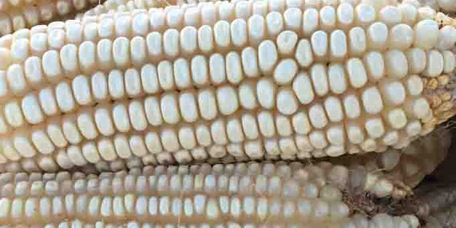 Heirloom Hickory King Corn Organic Seeds