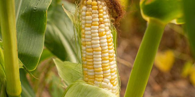 Heirloom Double Standard Corn Organic Seeds