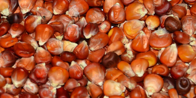 Heirloom Strubbes Orange Corn Organic Seeds