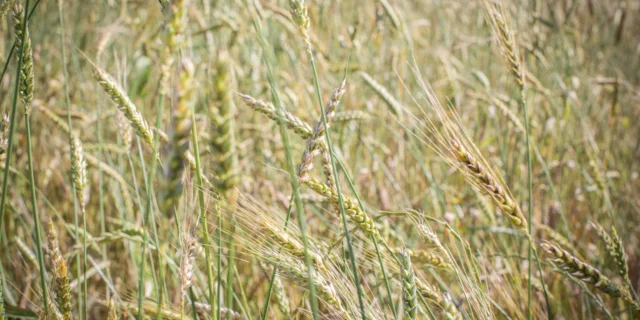 Heirloom Mix of Heirloom Wheats Wheat Organic Seeds