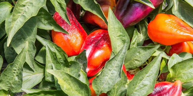 Heirloom Oda Peppers Organic Seeds