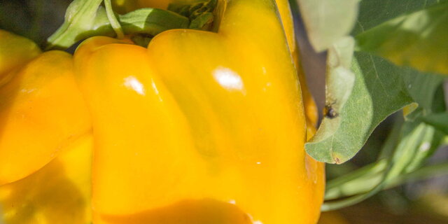 Heirloom Yellow Monster Peppers Organic Seeds