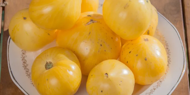Heirloom Pineapple Pig Tomatoes Organic Seeds