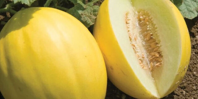 Heirloom Canary Yellow Melons Organic Seeds