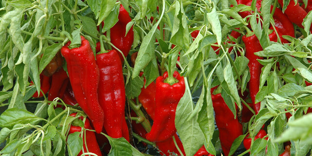 Heirloom Joelene Red Italian Peppers Organic Seeds