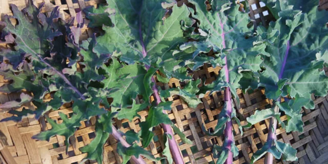 Heirloom Western Front Kale / Kales Organic Seeds