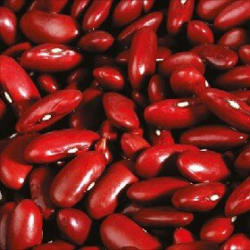 Heirloom Canadian Wonder Common Bean Organic Seeds