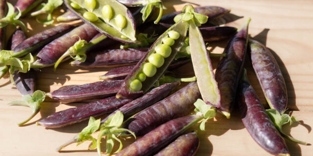 Heirloom Sugar Magnolia Peas Organic Seeds