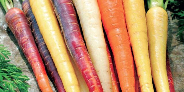 Heirloom Mixed Carrots Carrots Organic Seeds