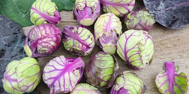 Heirloom Red Bull Brussels sprouts Organic Seeds