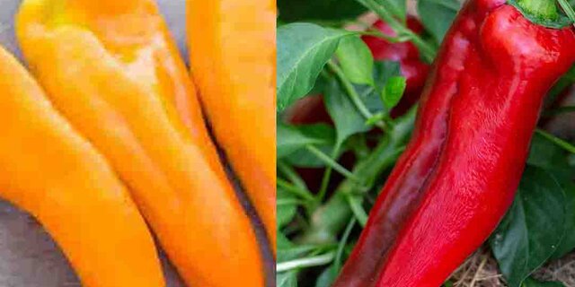 Heirloom Mix of Colours Peppers Organic Seeds