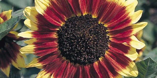 Heirloom Florenza Sunflowers Organic Seeds