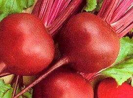 Heirloom Early Wonder Beets Organic Seeds