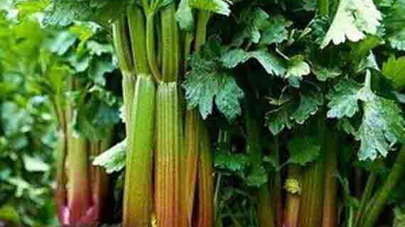 Celery with ribs - Red