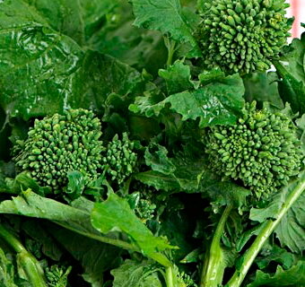 Heirloom Cima Di Rapa Novantina Broccoli Organic Seeds