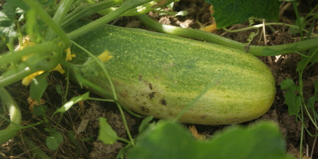 Heirloom Thai Five Star Cucumbers Organic Seeds