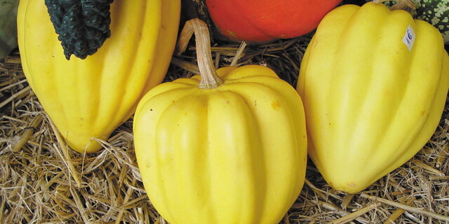 Heirloom Table Gold Pepo squash Organic Seeds