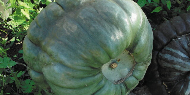 Heirloom Queensland Blue Maxima squash Organic Seeds