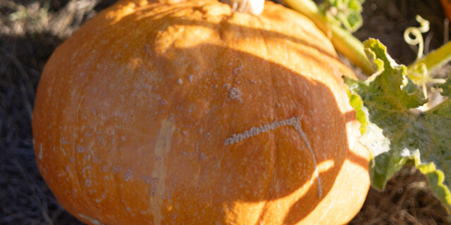 Heirloom Red Warty Thing Maxima squash Organic Seeds