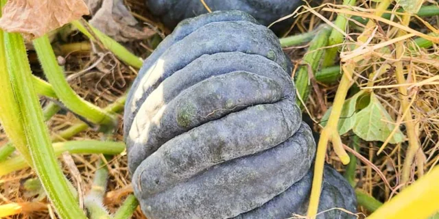 Heirloom Yokohama Moschata squash Organic Seeds