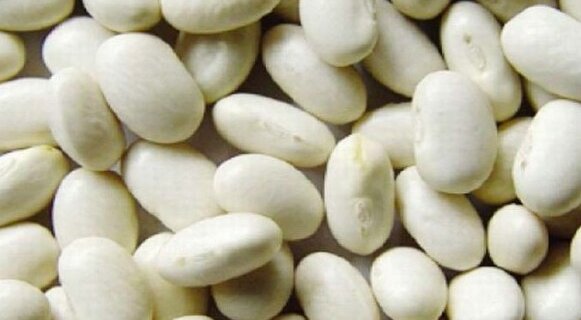 Heirloom Coco Blanc Nain Précoce Common Bean Organic Seeds