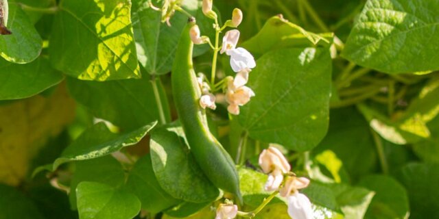 Heirloom Button Runner beans Organic Seeds