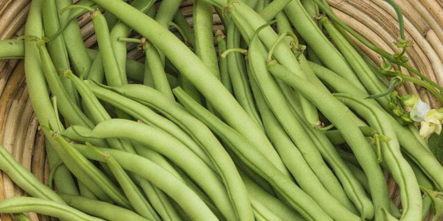 Heirloom Contender Common beans Organic Seeds
